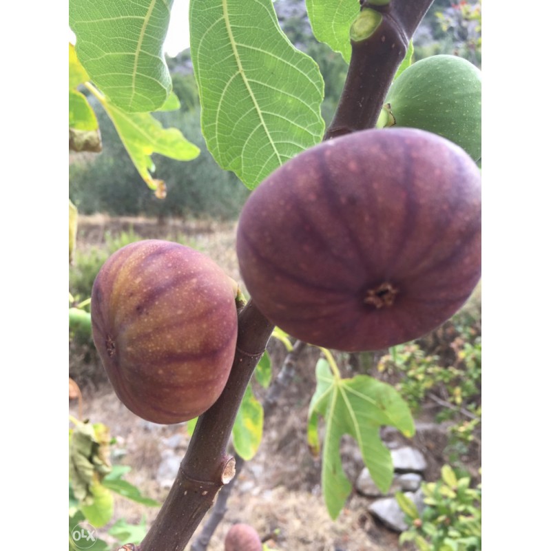 Sadnica Smokve - Agro Ćeman