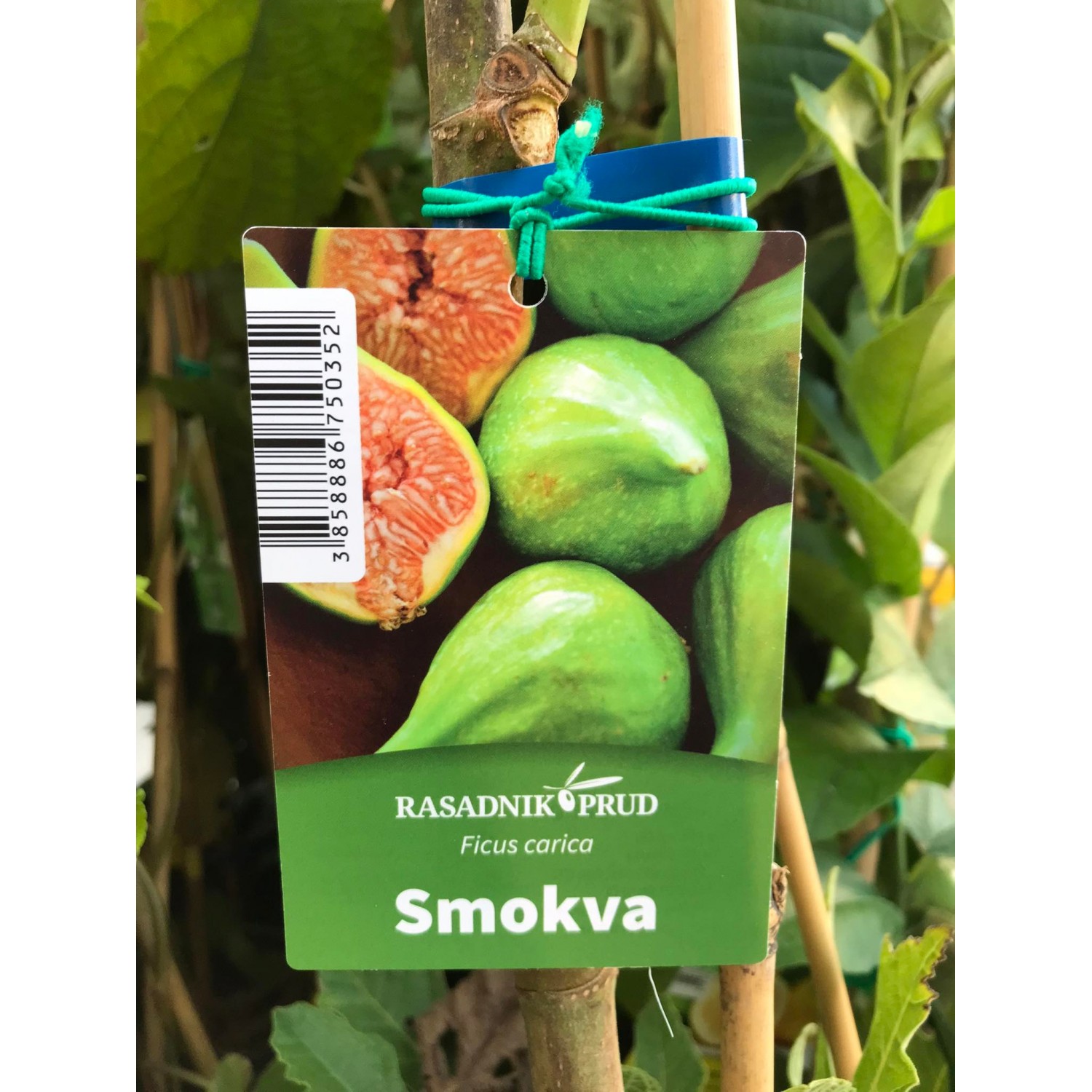 Sadnica Smokve - Agro Ćeman